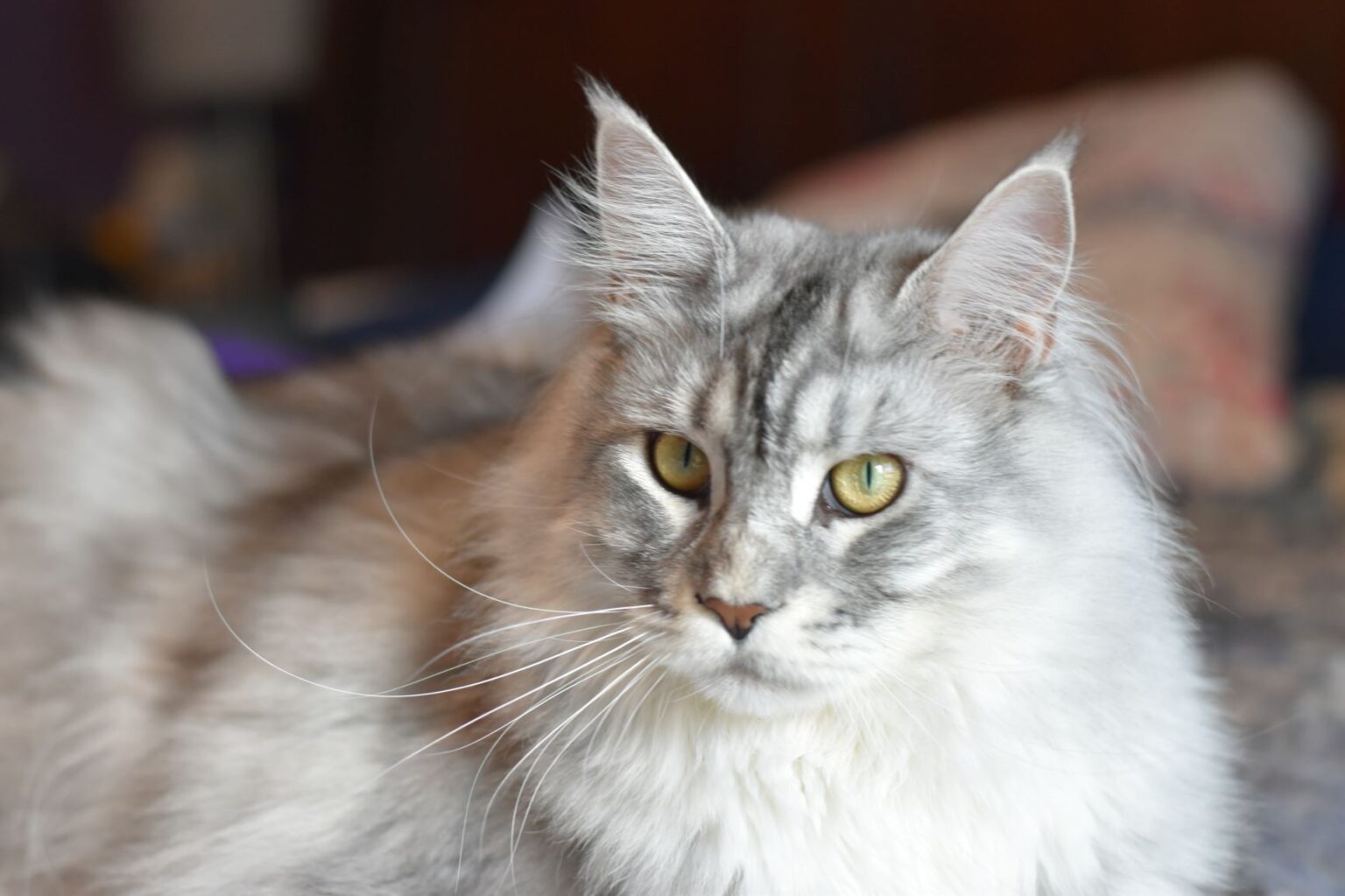 DSC_0208b | Aoi Neko Maine Coons