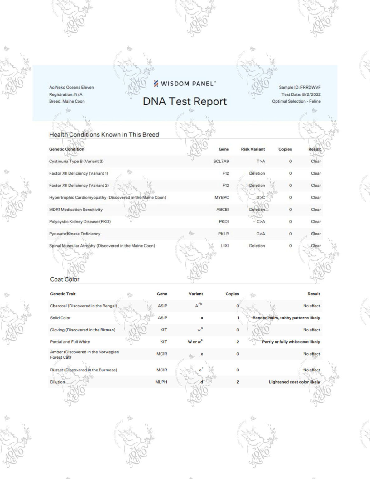 Danny_DNA_Report | Aoi Neko Maine Coons