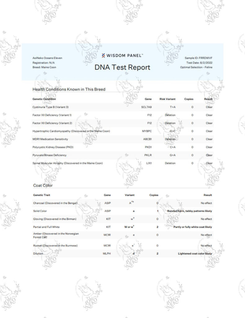 Danny_DNA_Report | Aoi Neko Maine Coons